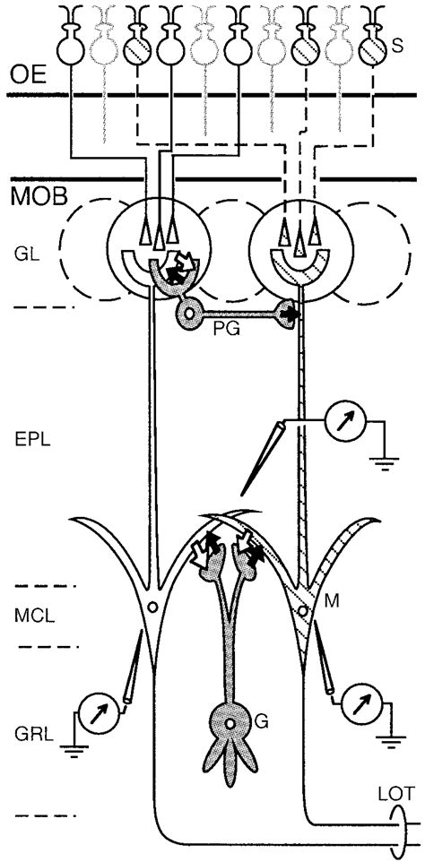 Schematic Diagram Illustrating The Basic Neuronal Circuit Of The Main Download Scientific
