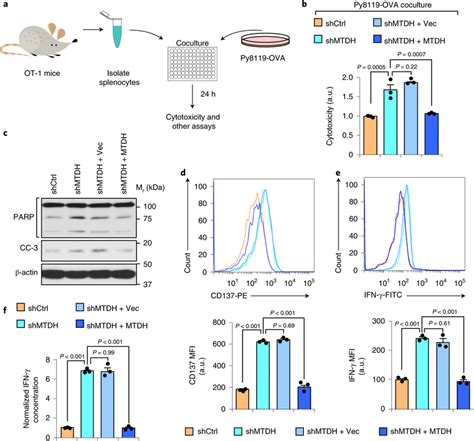 Mtdh Inhibits T Cell Activation A Schematic Diagram Of The In Vitro Download Scientific