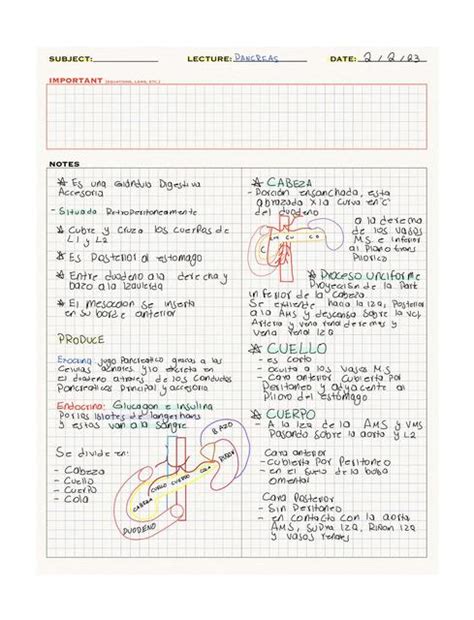 Páncreas Alex Carrillo Udocz