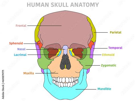 Skull Bones Diagram