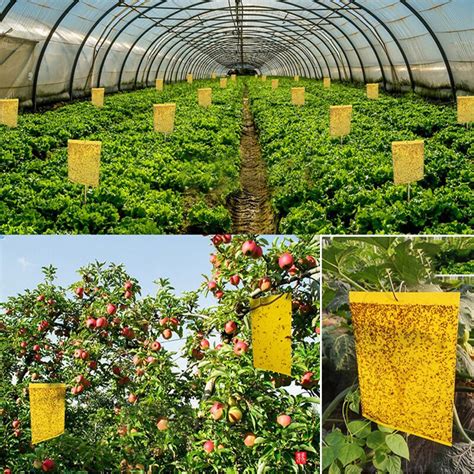 Badu Bg 30 100 бр Дъска за насекоми с паста с две лица Двустранни стикери за мухи от бъгове