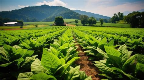 Premium Photo Harvest North Carolina Tobacco Farm