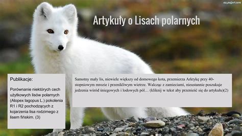 Lis Polarny Vulpes Lagopus Pptx