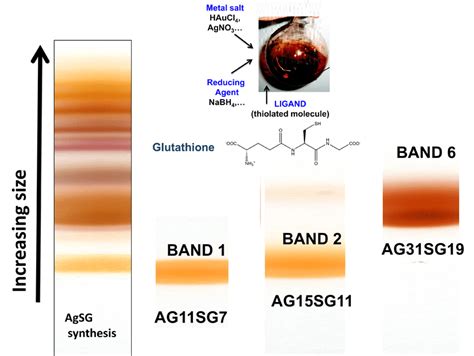 Top Panel General Route To Produce Thiolate Protected Nanoclusters By Download Scientific