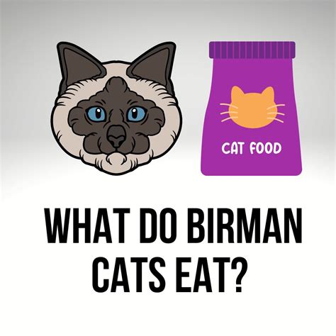 What Do Birman Cats Eat 9 Best Birman Cat Food Birman Cats Guide