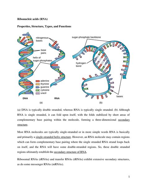 SOLUTION Rna Its Properties Types And Functions Studypool