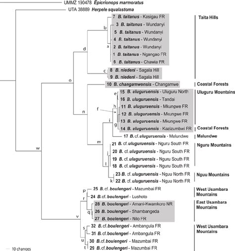 Maximum Likelihood Tree From Unpartitioned Data Ln Likelihood