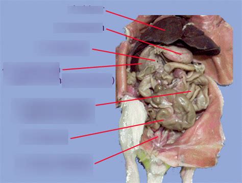 Rat Dissection 2 Diagram Quizlet