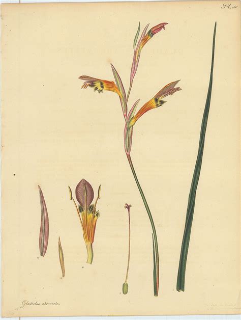 Gladiolus Abreviatus Shortened Petalled Gladiolus From The Botanist