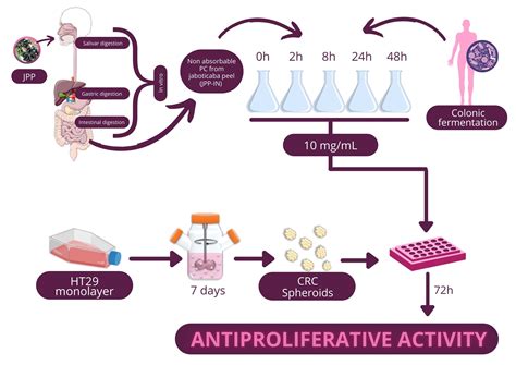 Molecules Free Full Text Antiproliferative Effect Of Colonic Fermented Phenolic Compounds