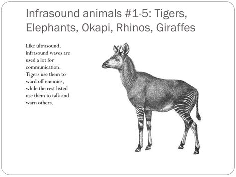 Ppt Infrasound Ultrasound And Other Wave Thingamahoos Powerpoint