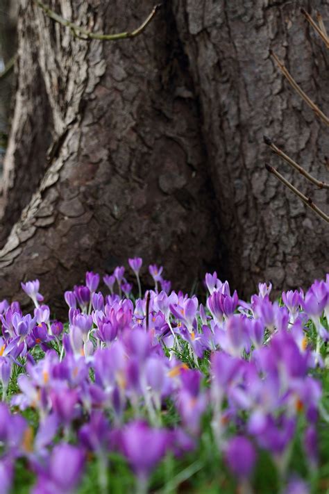 Tree And Flowers Under Free Photo On Pixabay Pixabay