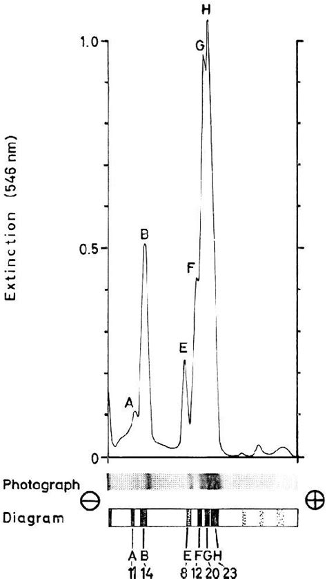 Figure 1 From Non Specific Esterases During Development Of Culicine