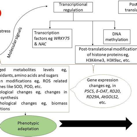 Stress Memory Development In Different Crop Plants Download Scientific Diagram