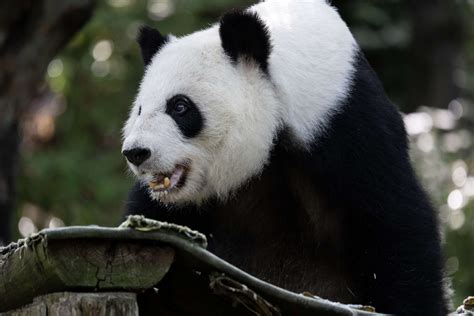 Lun Lun Zoo Atlanta