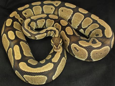 Morph List World Of Ball Pythons
