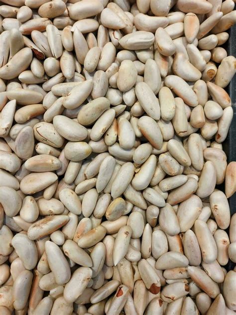 Rantnagiri Fresco Jack Fruta Sementes Close Up Natural Floresta Jack Fruta Sementes 24346274