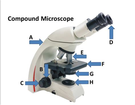 Mcbl Ch 1 7 Lab Powerpoint Questions Flashcards Quizlet