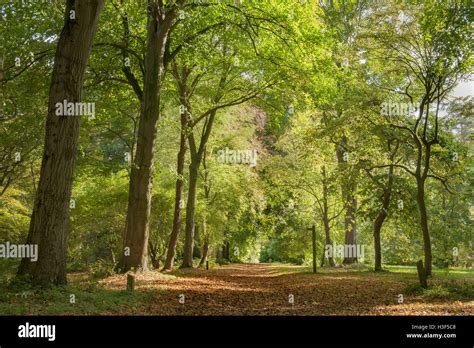 Trees In Different Seasons Stock Photo Alamy
