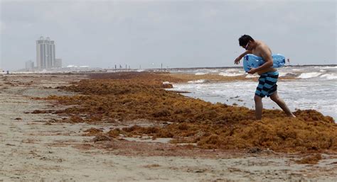 Galveston Beach Clean Up At Marvin Wolbert Blog