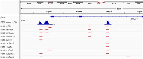 Conservation Of Ctcf Dna Binding Sites As Predicted From The Ctcf Motif
