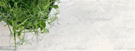 흰색 질감의 배경에 녹색 육즙 신선한 샐러드 배너 용기에 완두콩이나 콩의 젊은 촬영 건강한 식품 개념 개념에 대한 스톡 사진 및 기타 이미지 Istock