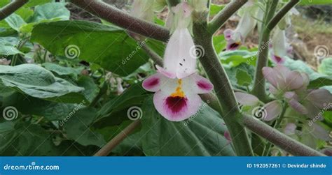 Proboscidea Fragrans Martynia Annua Use Full Tropical Flower Back Green Leaf Stock Image