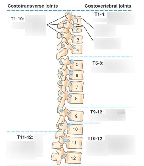 Costovertebral And Costotransverse Joints Diagram Quizlet