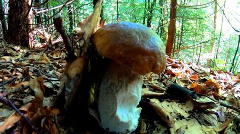 Похід по Білі Гриби в Карпати виявився слабенький Youtube