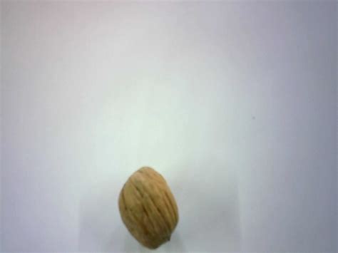 Walnutclasification Classification Dataset V1 2024 06 07 201pm By Francodataset