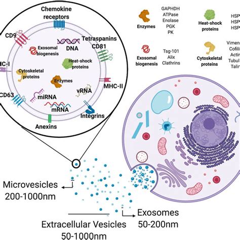 Schematic Diagram Of Extracellular Vesicles Exosomes Are Microvesicles