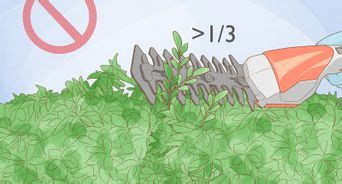 How To Prune An Azalea Rules Tools Steps