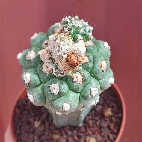 Astrophytum Asterias Hybrid Cv Kikko Turtle Shell Giromagi Cactus