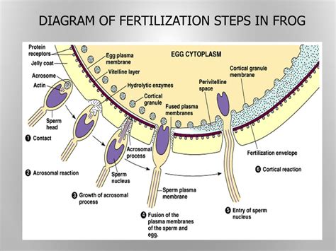 PPT Bio 415 Lecture 2 Fertilization PowerPoint Presentation Free Download ID 9347644