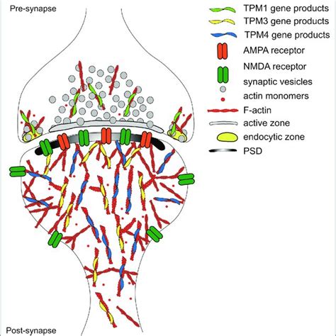 Pdf Tpm3 And Tpm4 Gene Products Segregate To The Postsynaptic Region Of Central Nervous System