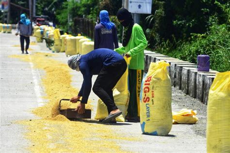 Marcos Orders Floor Price On Palay To Protect Farmers