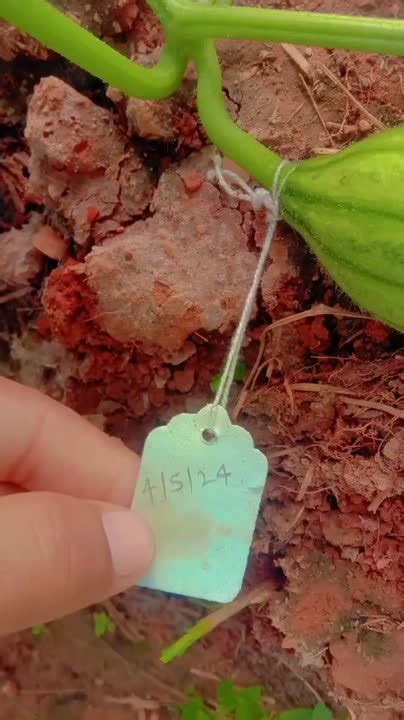 Video Omnarayan Dehariya On Linkedin Muskmelon Fruit Formation After