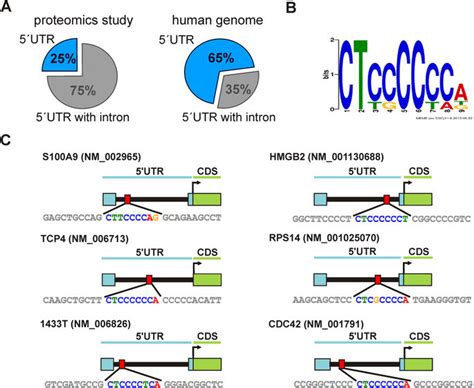 Exon Intron Utr Size Dependent Enhancement Of Gene Expression By