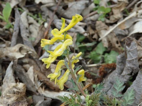 植物園 ミヤマキケマン深山黄華鬘