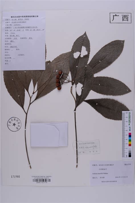 白花紫金牛图册 360百科