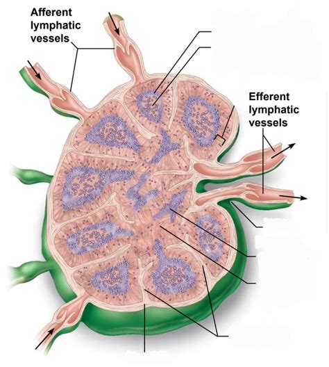 Lymph Node Diagram Quizlet