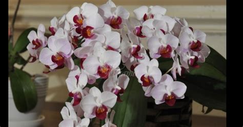 5 домашни торове с които орхидеите ми пощуряха от цъфтеж Вече няма как и опорна пръчка да им
