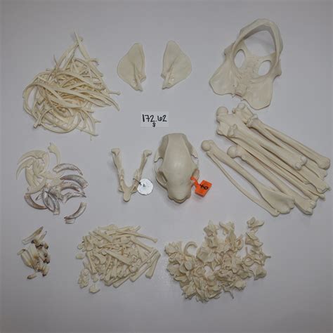 Sloth Skeleton With Claws 17262mm Oddarticulations