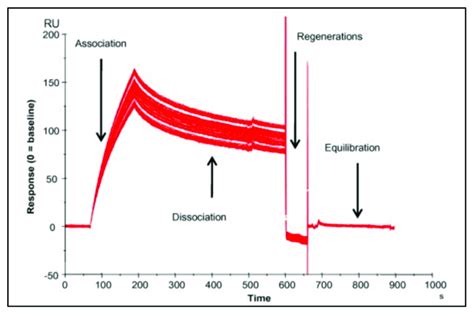 Experimental Spr Sensorgram Reprinted From Analytical Biochemistry