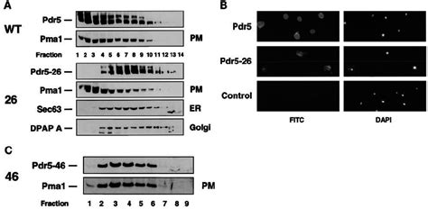 A Subcellular Distribution Of Wild Type Pdr5 And The Mutant