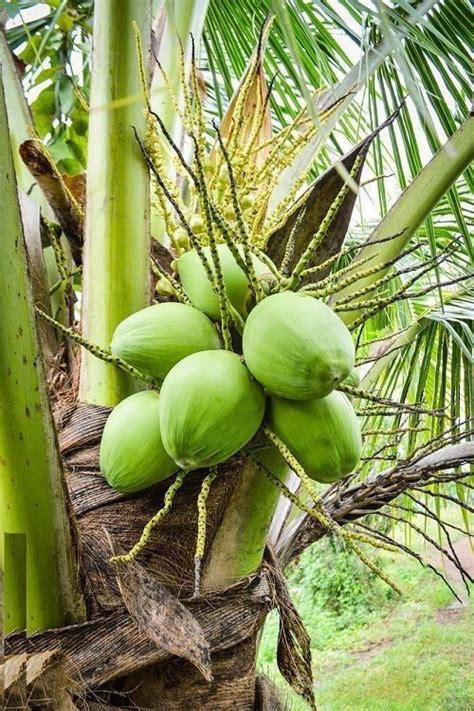 Do Coconuts Grow On Palm Trees Balcony Garden Web
