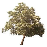 Tree 2D BMP Graphics Graphics Designs CAD