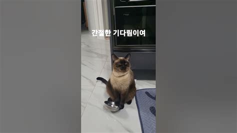 추노추르노예의 애교에 오래 버티지 못 하고 지고 마는 것이 집사이지요~ 일상브이로그 장난꾸러기 샴고양이 Youtube