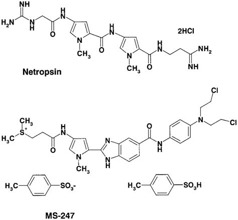 Chemical Structure Of Netropsin And Ms 247 Ms 247 Has A Netropsin Like