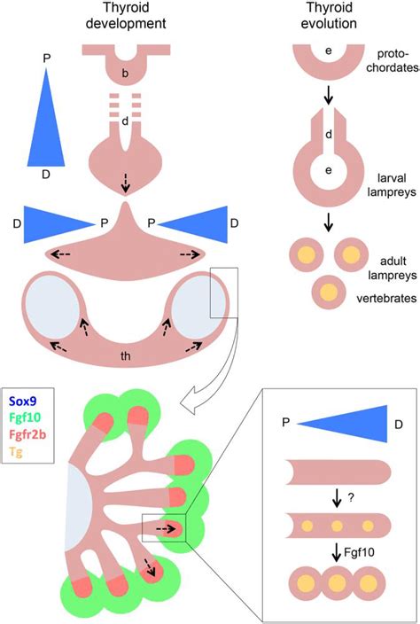 Proposed Models Of Branching Morphogenesis In Thyroid Development Download Scientific Diagram